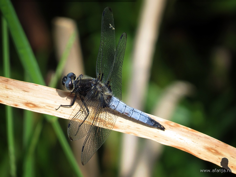 Een libel bij de schans | Afanja's Weblog
