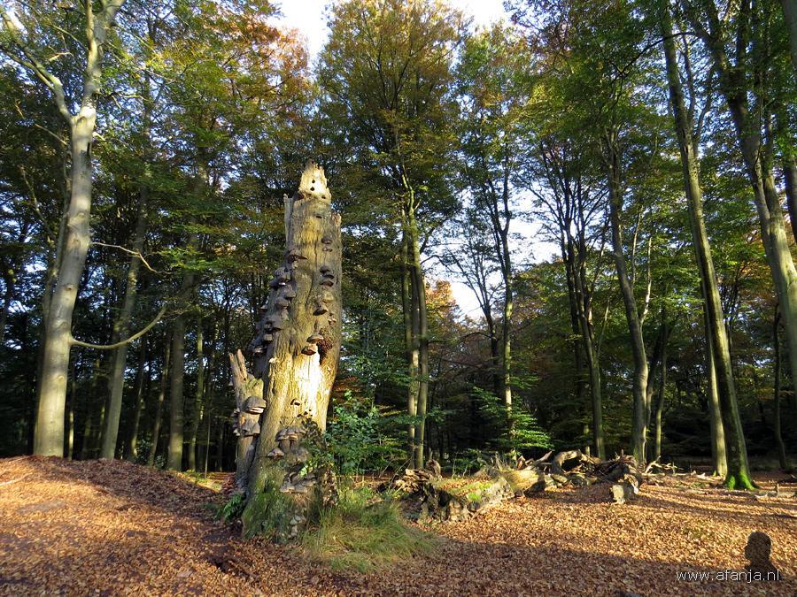 Een natuurlijke boomsculptuur | Afanja's Weblog