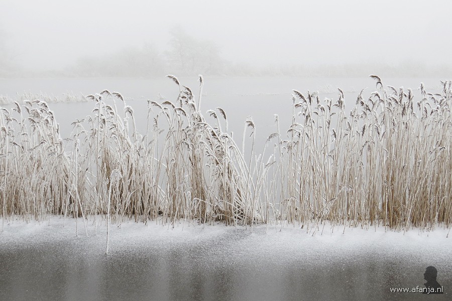 Ruige rijp op ’t riet | Afanja's Weblog