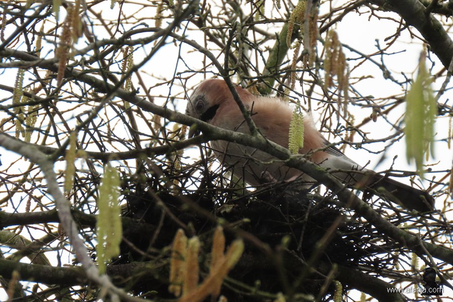 Een gaai op ’t duivennest | Afanja's Weblog