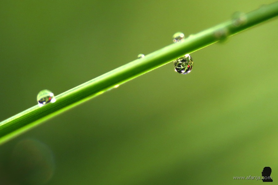 Daar zijn ze weer: druppels | Afanja's Weblog