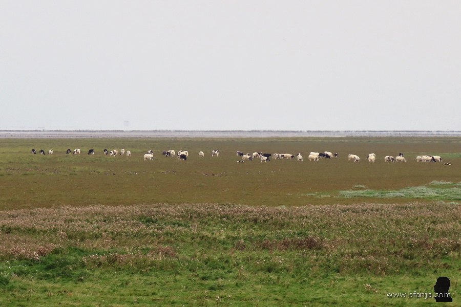 Zwarte Haan | Afanja's Weblog