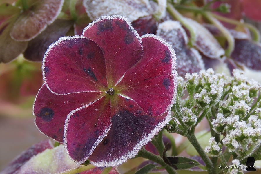 Lichte rijp in de tuin | Afanja's Weblog