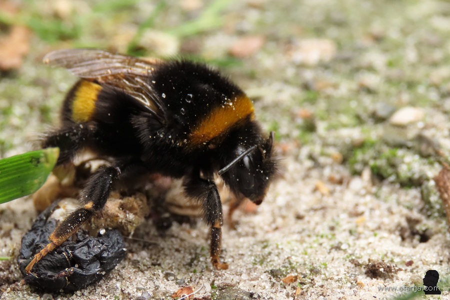 Een hommel met mijten | Afanja's Weblog