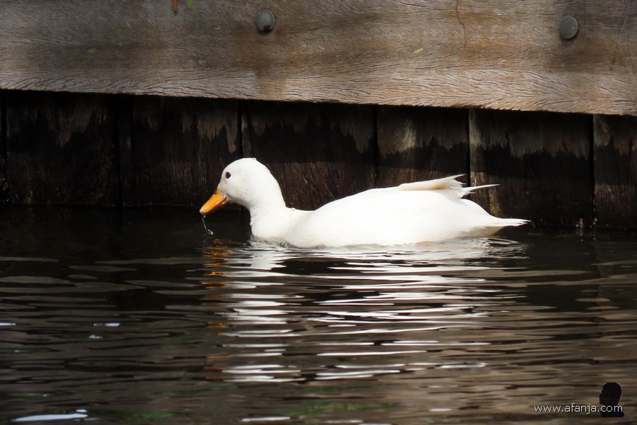 Witte kwakers in de Dwarssloot | Afanja's Weblog