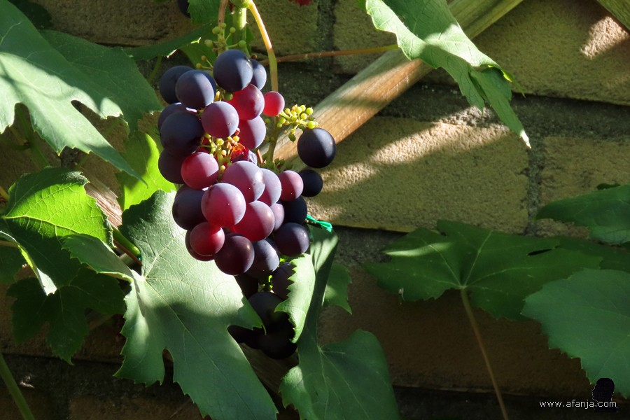 Druiven op het terras | Afanja's Weblog