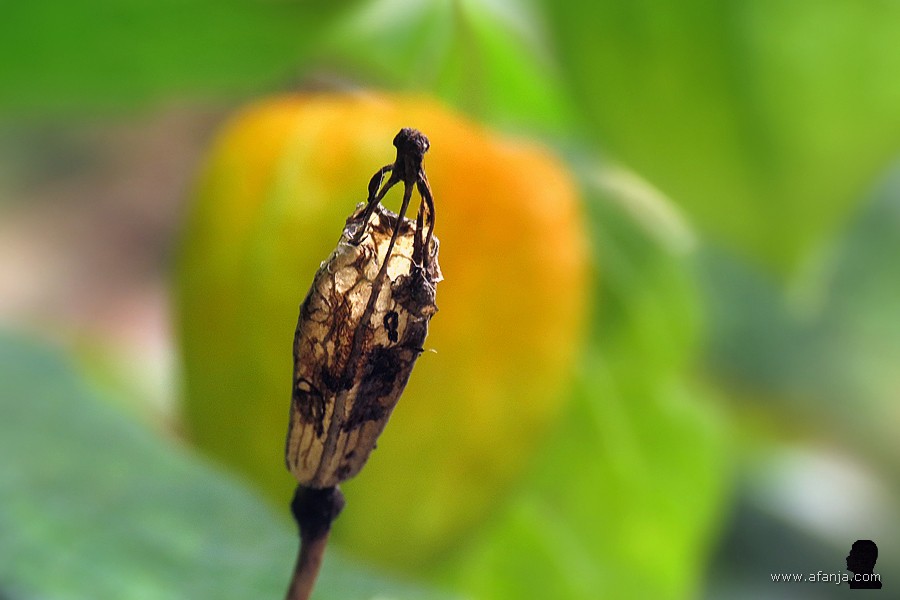 Klaproosjes en lampionnetjes | Afanja's Weblog