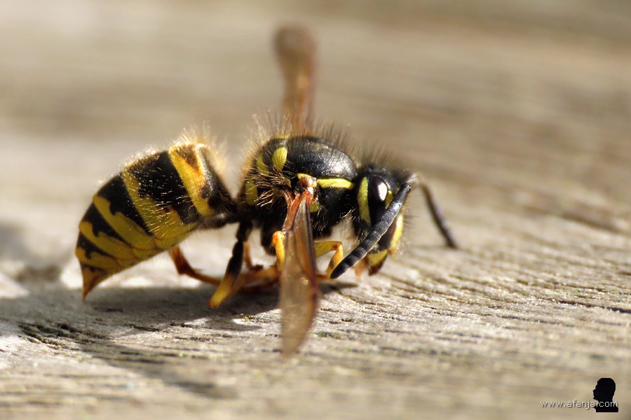 Liever geen bloemen | Afanja's Weblog