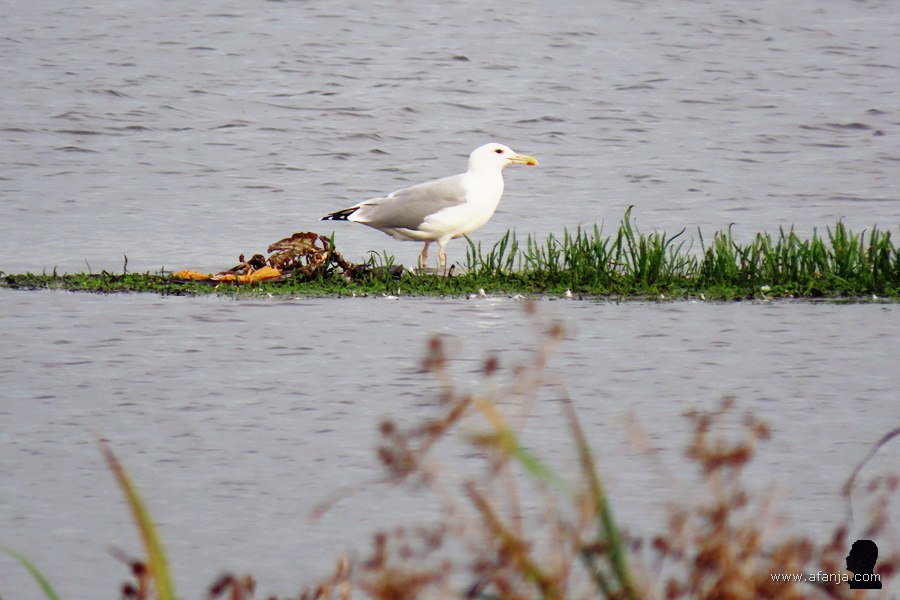 Een meeuw, een reiger en een dode gans | Afanja's Weblog