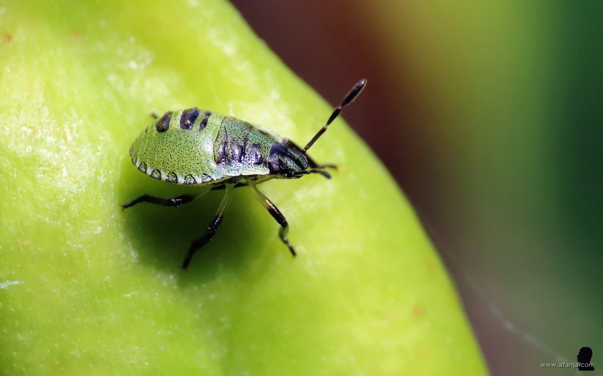 Schildwantsen in de tobbe | Afanja's Weblog