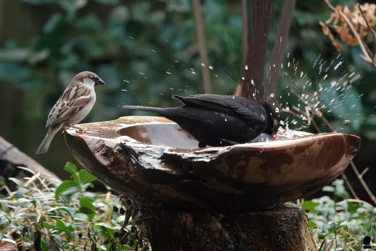 Scheer je weg gluurder! | Afanja's Weblog