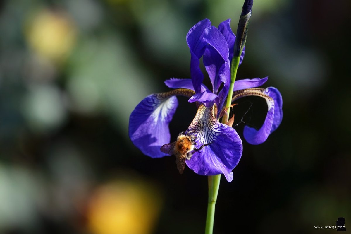 Bezoek voor de blauwe iris | Afanja's Weblog